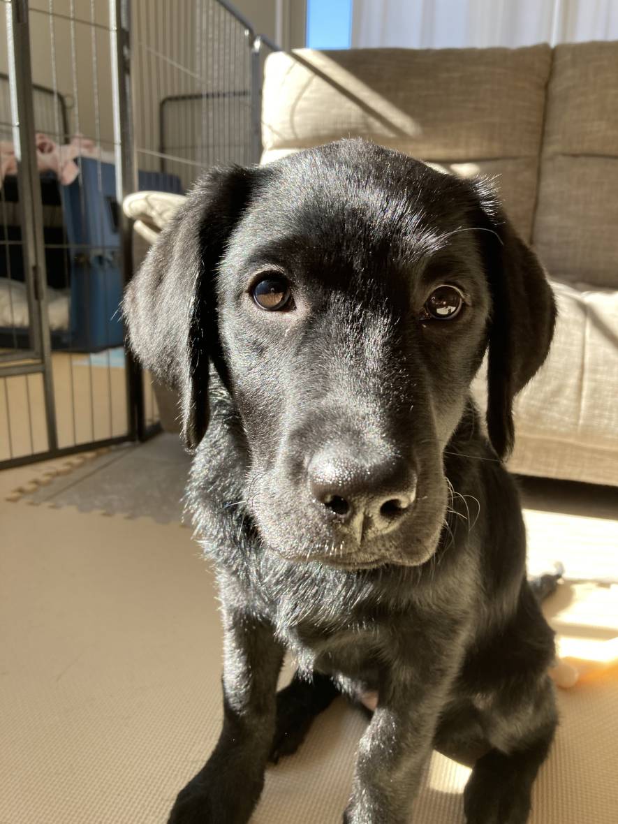 2代目看板犬誕生！ | ブログ | 【公式】紡ぐ結ぶ TSUMUGU MUSUBU