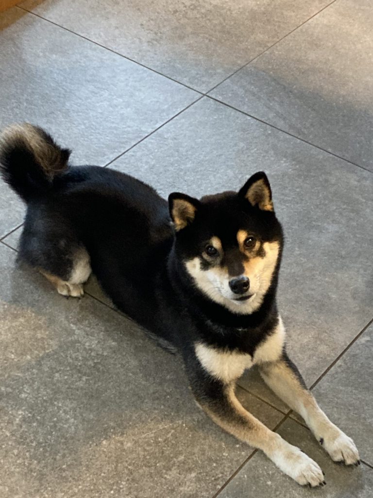 柴犬 の‘豆太君’ | ブログ | 【公式】紡ぐ結ぶ TSUMUGU MUSUBU