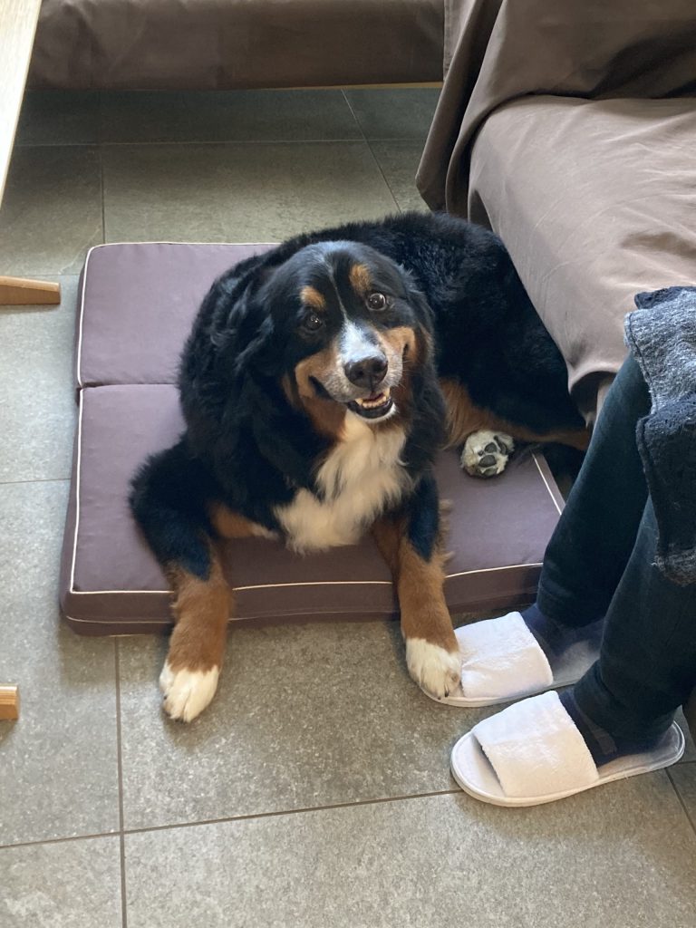 バーニーズマウンテンの‘れのん君’ | ブログ | 【公式】紡ぐ結ぶ TSUMUGU MUSUBU