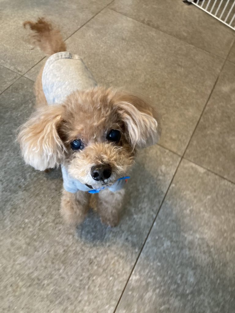 トイプードルの‘マカロン君‘ | ブログ | 【公式】紡ぐ結ぶ TSUMUGU MUSUBU