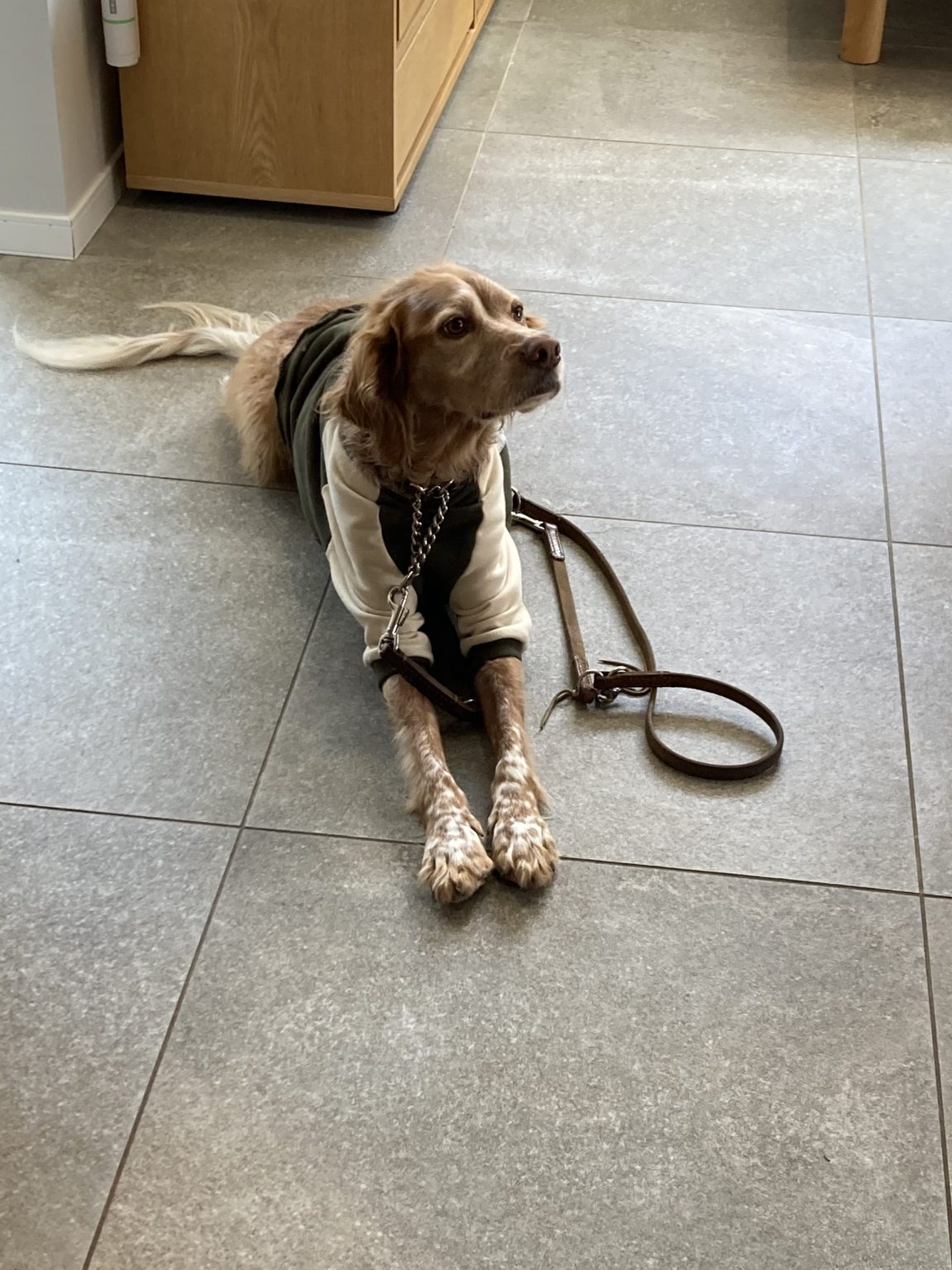 セッター系ミックスの‘そら君’ | ブログ | 【公式】紡ぐ結ぶ TSUMUGU MUSUBU