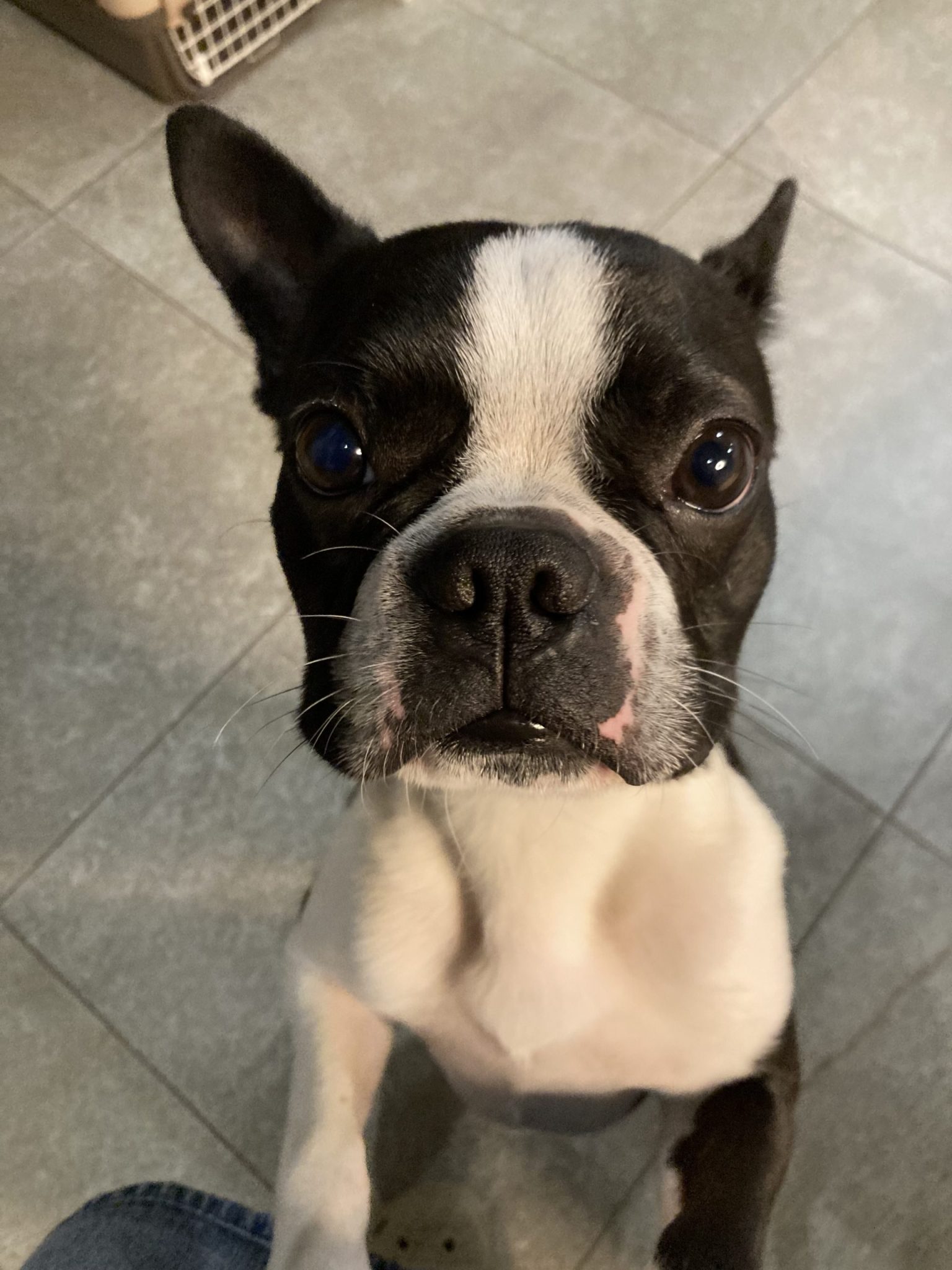 ボストンテリア の‘ジズー君’ | ブログ | 【公式】紡ぐ結ぶ TSUMUGU MUSUBU