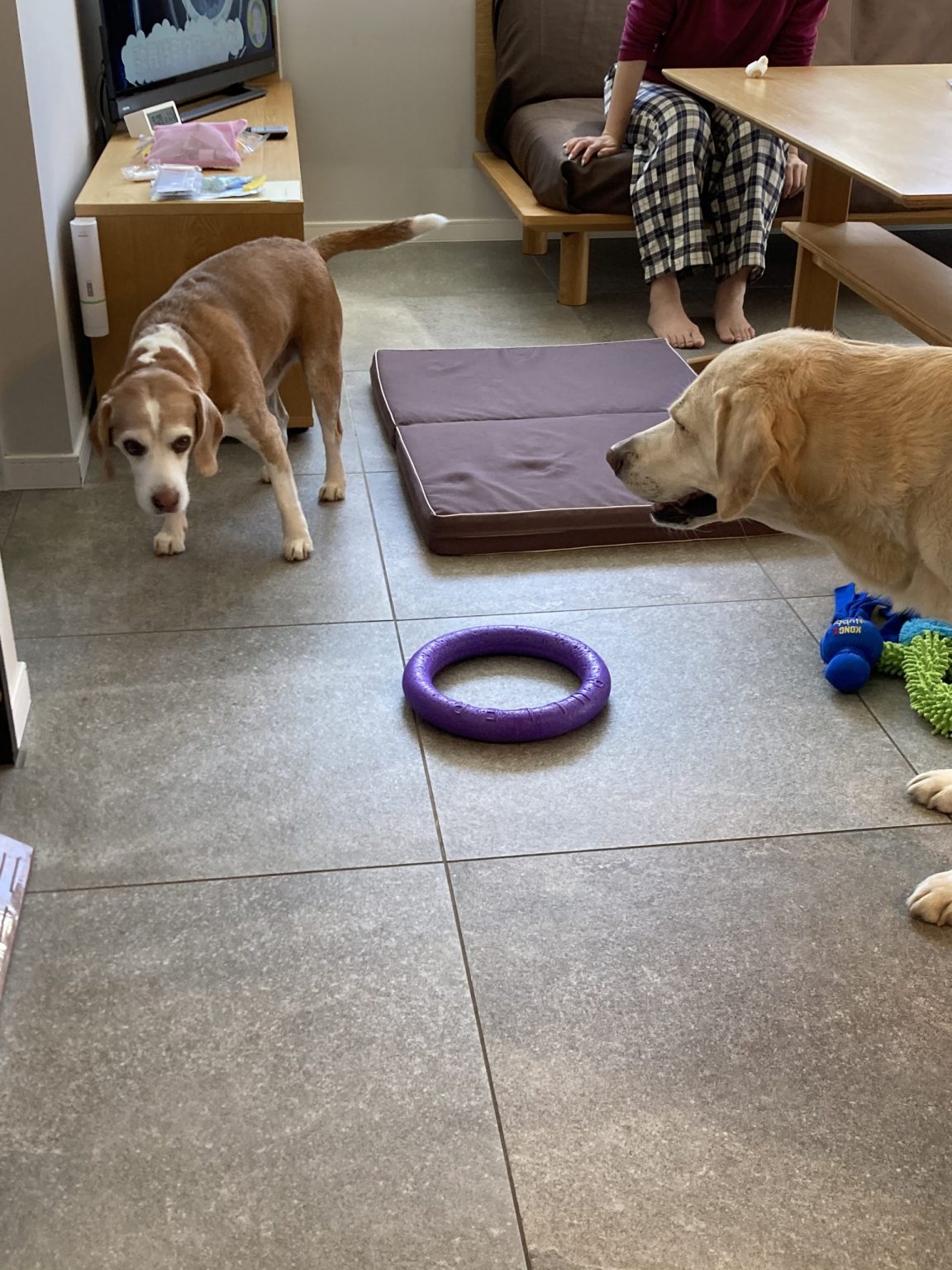 ‘ライヴ君’と‘ユウ君’9回目のご来館 | ブログ | 【公式】紡ぐ結ぶ TSUMUGU MUSUBU