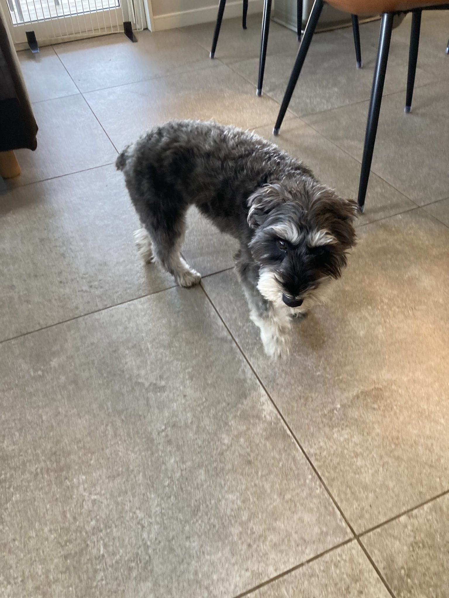 ミニチュアシュナウザー の‘ソルちゃん’ | ブログ | 【公式】紡ぐ結ぶ TSUMUGU MUSUBU