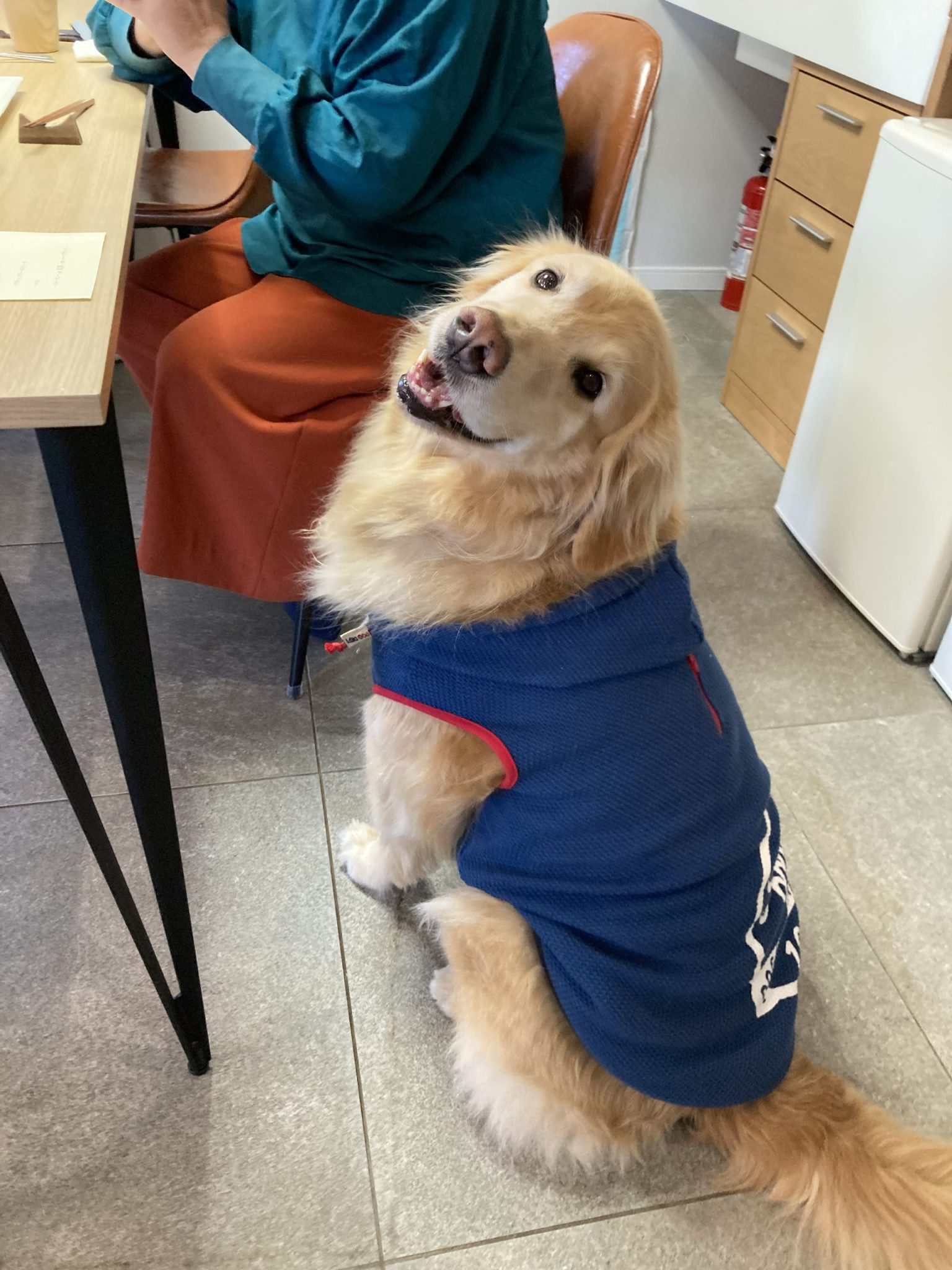 ゴールデンレトリーバーのドン君 | ブログ | 【公式】紡ぐ結ぶ TSUMUGU MUSUBU