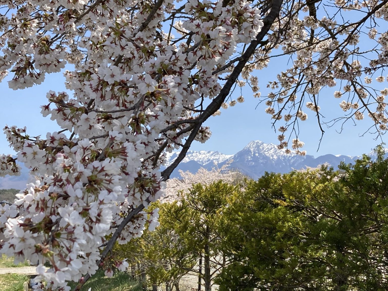 当館周辺の桜の見頃は4月中旬頃です | ブログ | 【公式】紡ぐ結ぶ TSUMUGU MUSUBU