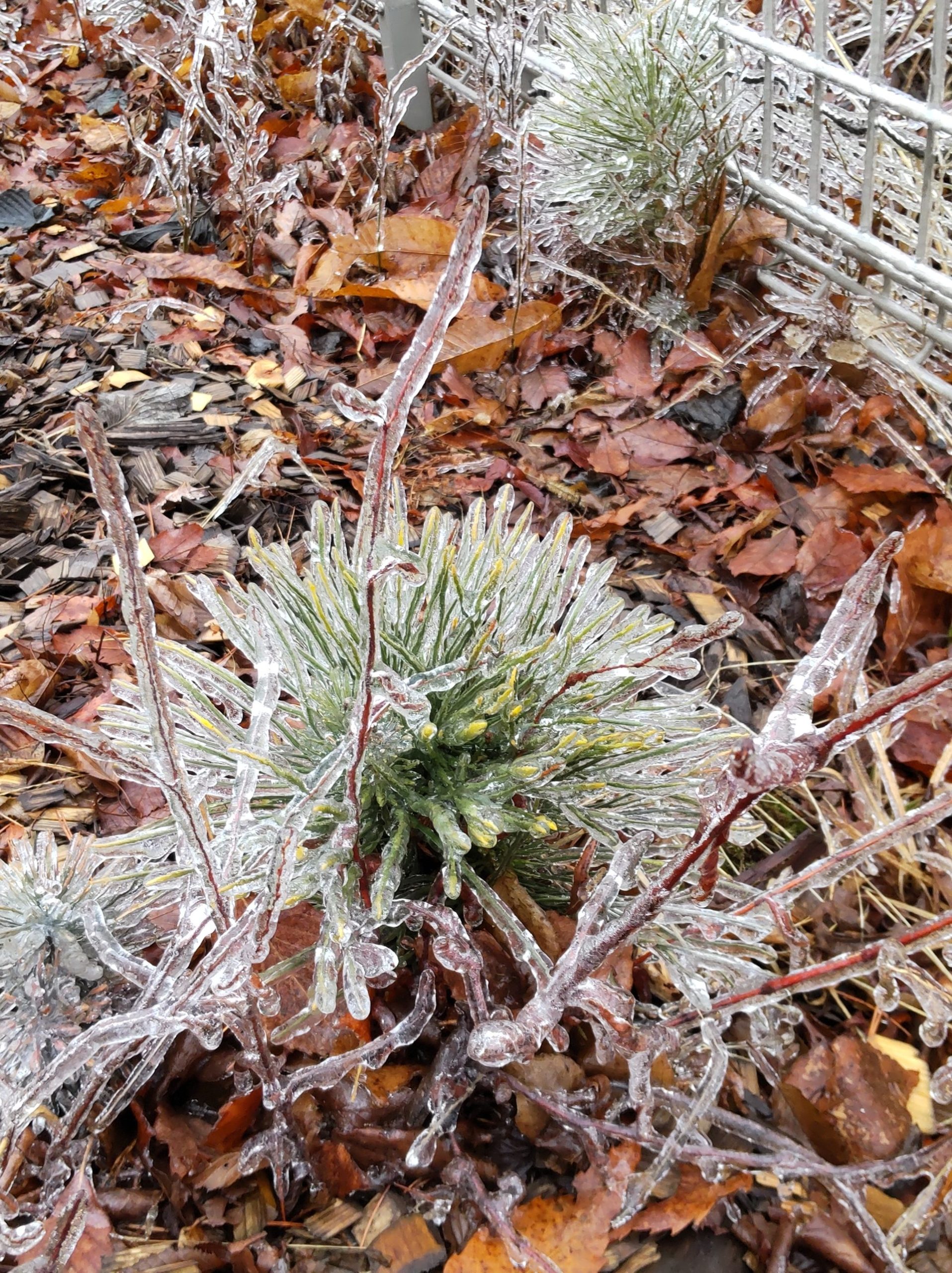 珍しい現象「雨氷」が見られました | ブログ | 【公式】紡ぐ結ぶ TSUMUGU MUSUBU