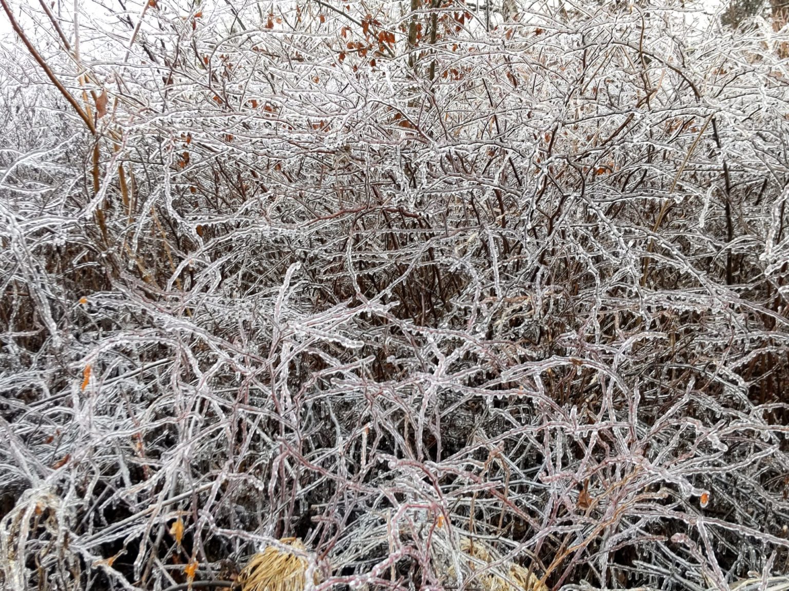 珍しい現象「雨氷」が見られました | ブログ | 【公式】紡ぐ結ぶ TSUMUGU MUSUBU