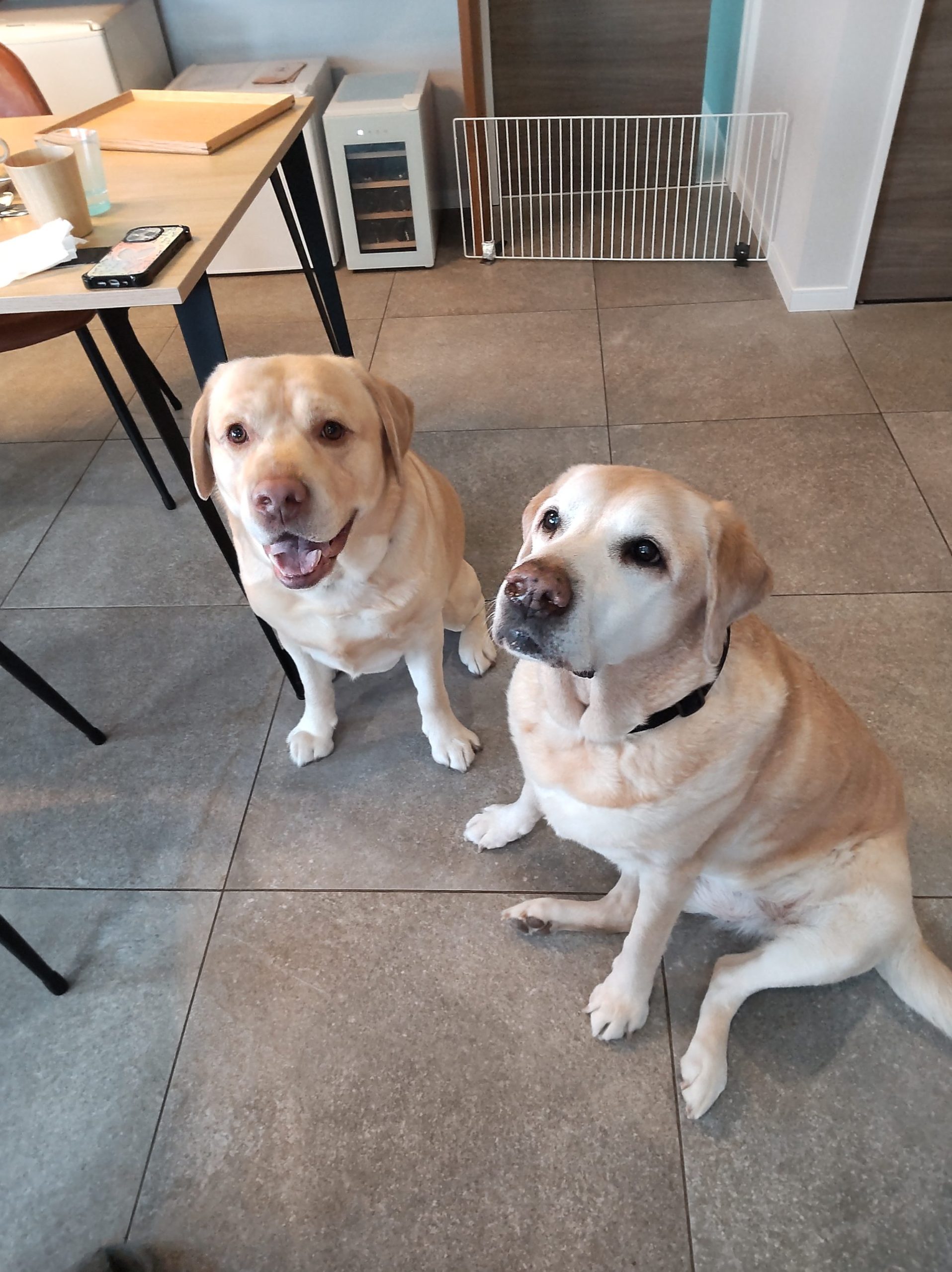 ラブラドールのりあん君とククナ君 | ブログ | 【公式】紡ぐ結ぶ TSUMUGU MUSUBU